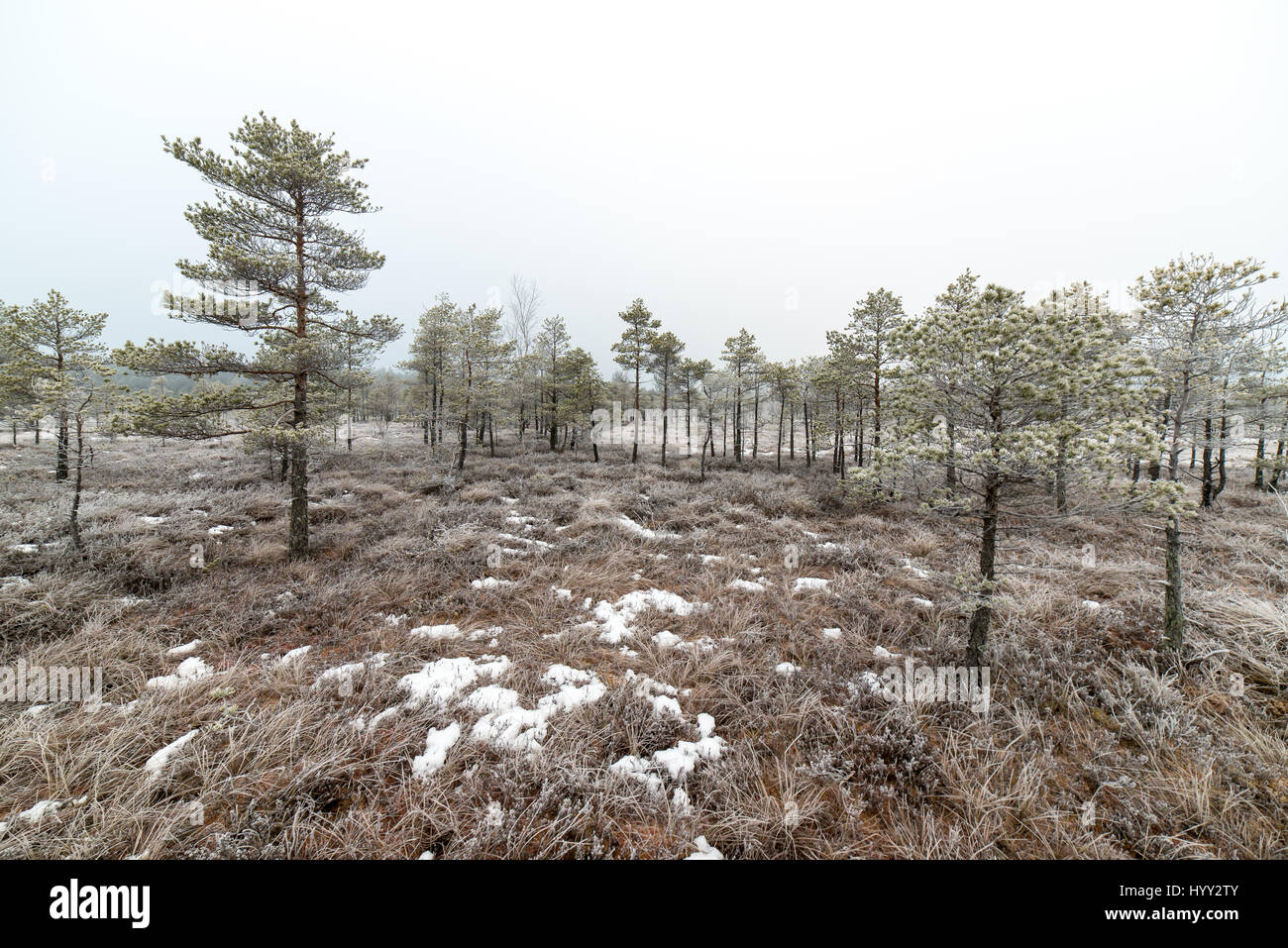 snowy landscape in frosty winter bog in country side Stock Photo - Alamy