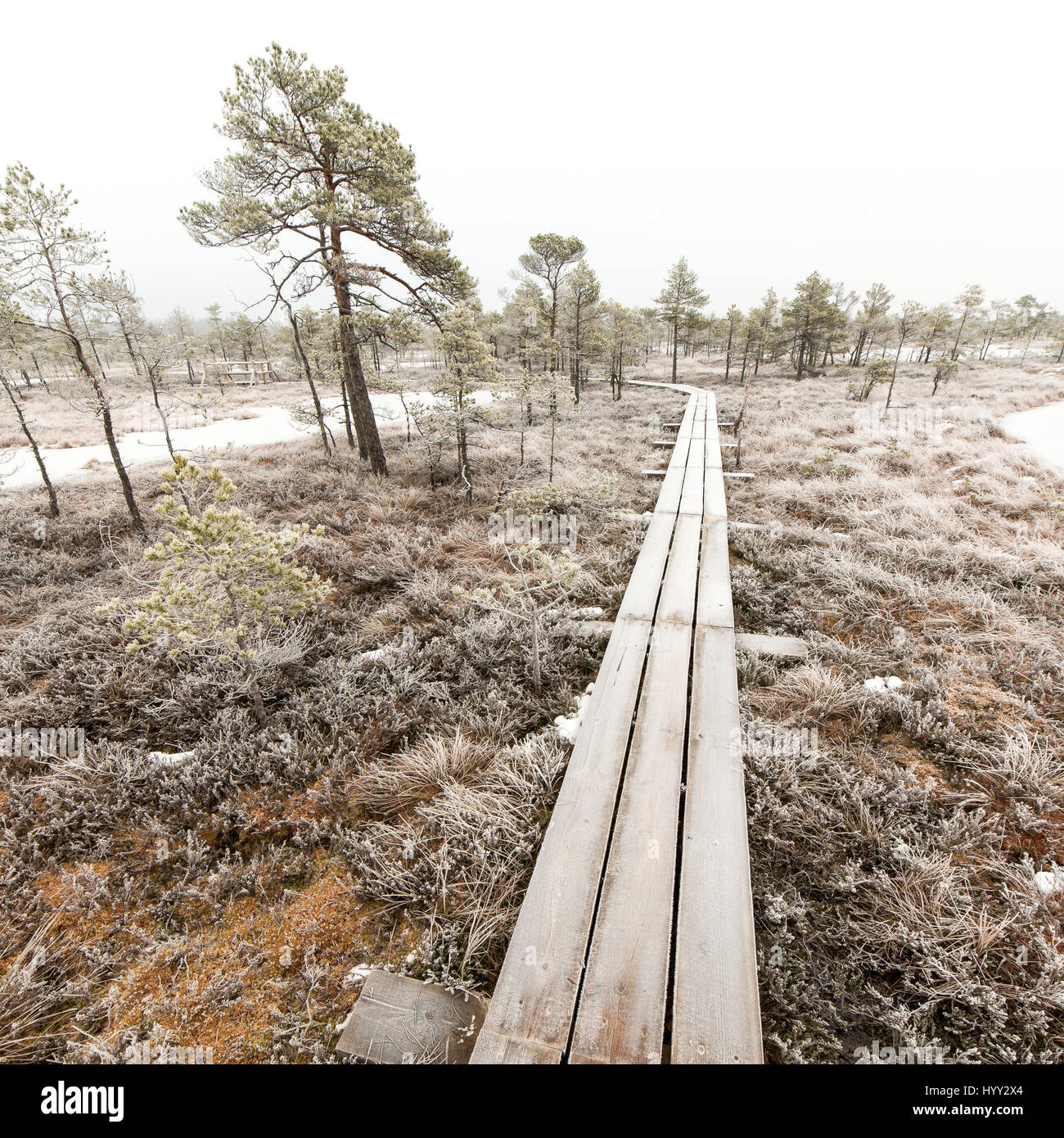 wooden boardwalk in frosty winter bog landscape with frozen nature ...
