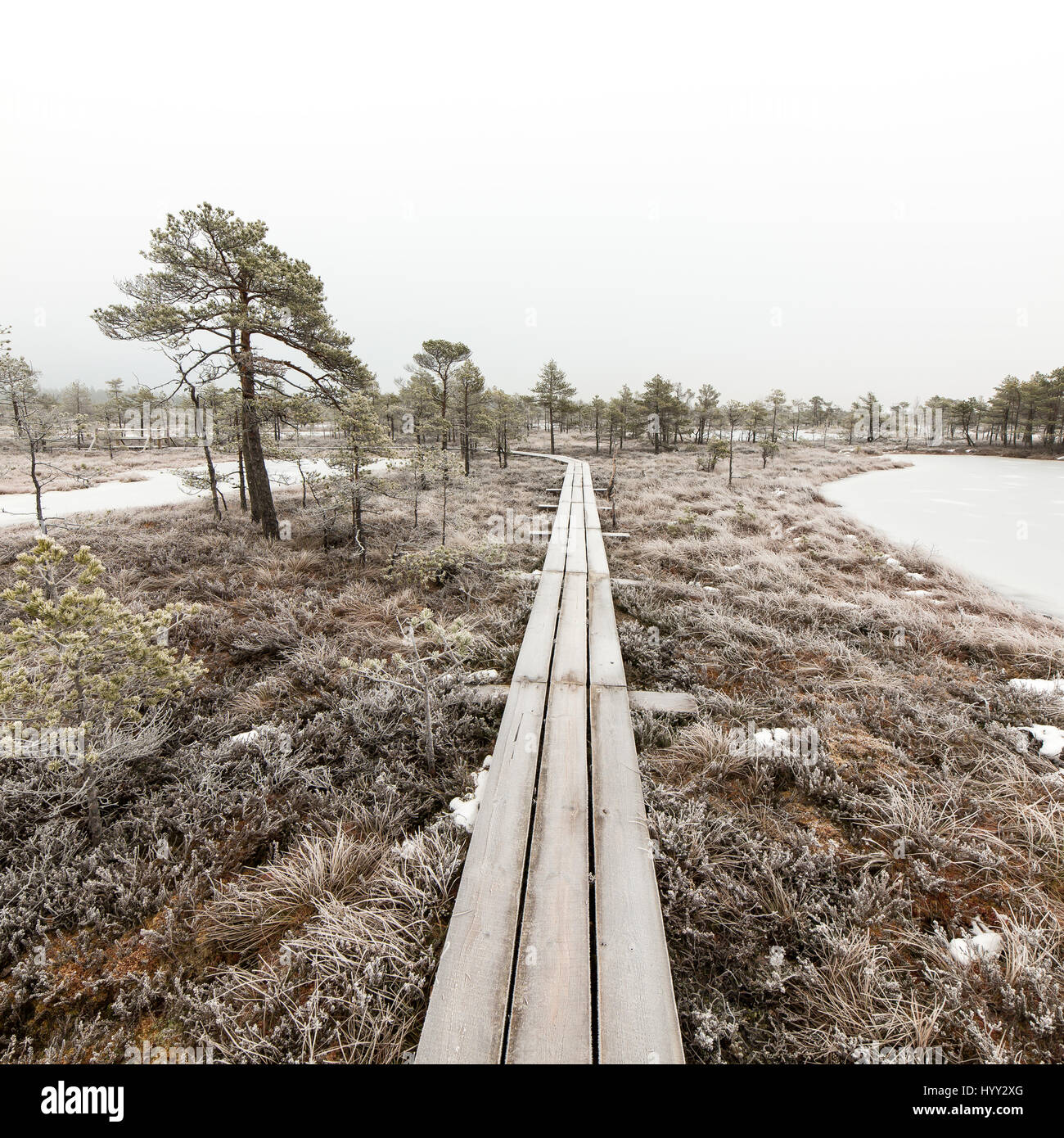 wooden boardwalk in frosty winter bog landscape with frozen nature ...