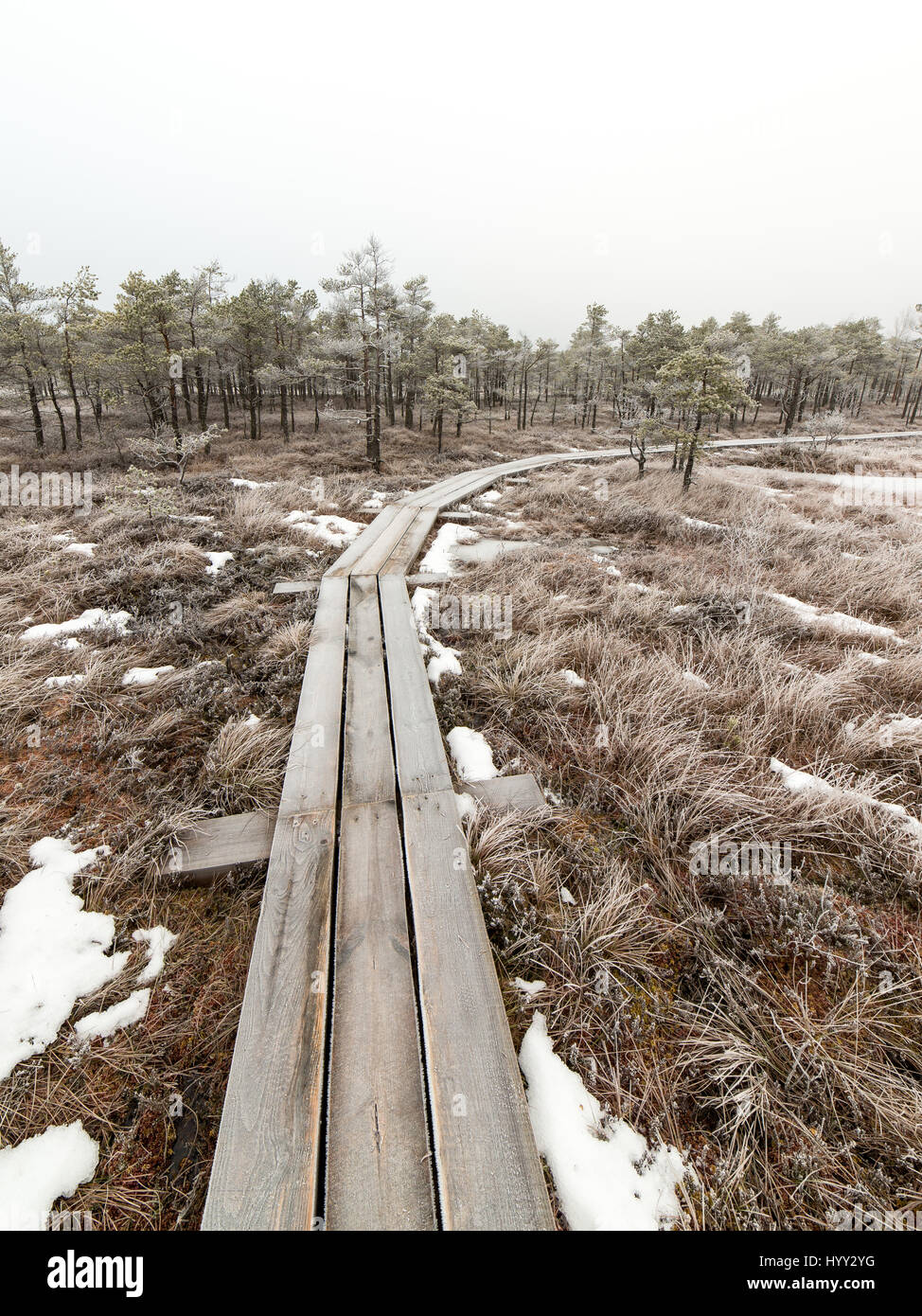 wooden boardwalk in frosty winter bog landscape with frozen nature ...