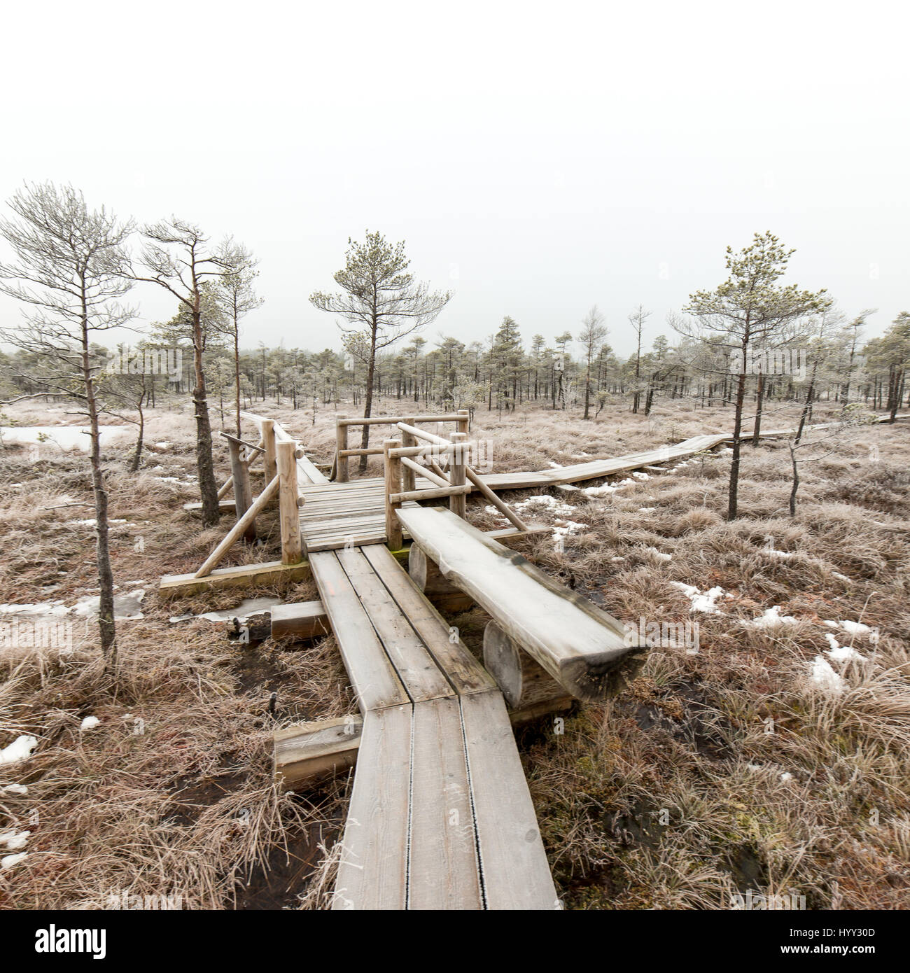 wooden boardwalk in frosty winter bog landscape with frozen nature ...