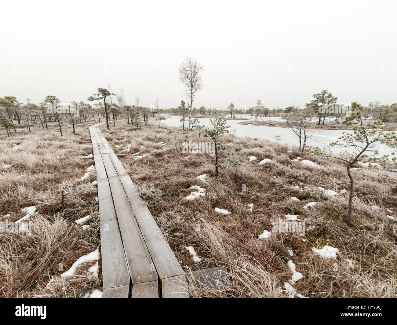 wooden boardwalk in frosty winter bog landscape with frozen nature ...
