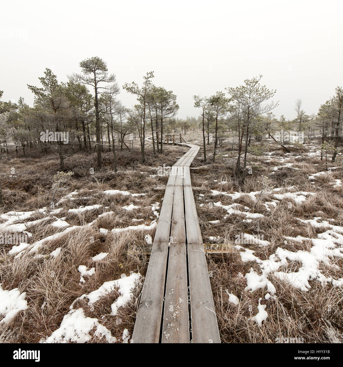wooden boardwalk in frosty winter bog landscape with frozen nature ...