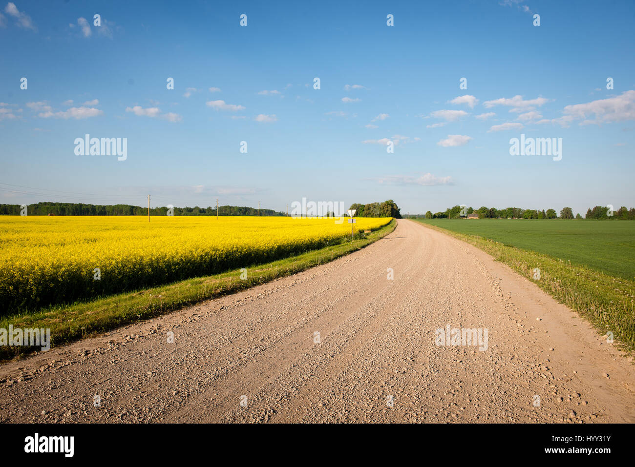 simple country road in summer at countryside with trees around Stock ...