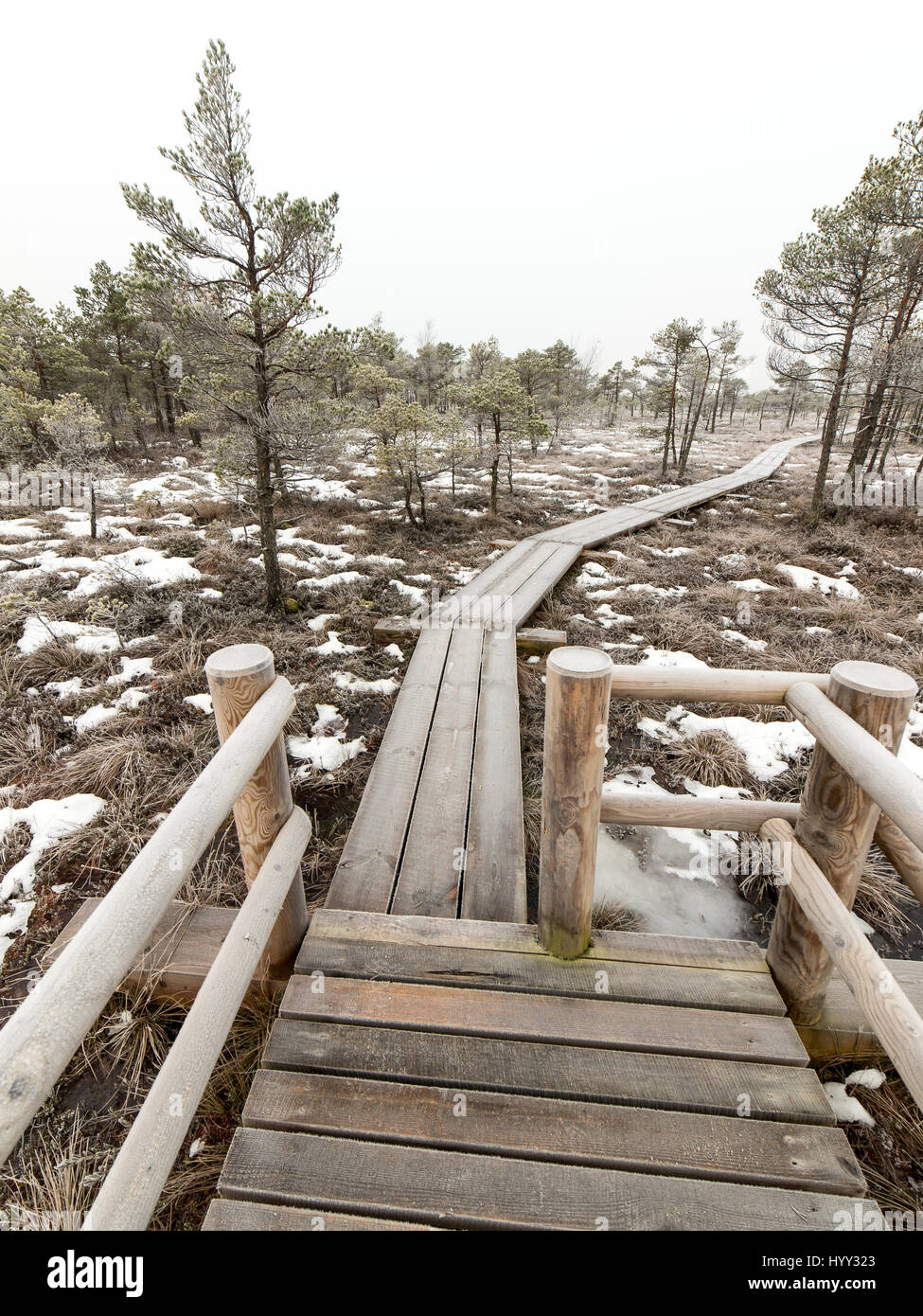 wooden boardwalk in frosty winter bog landscape with frozen nature ...