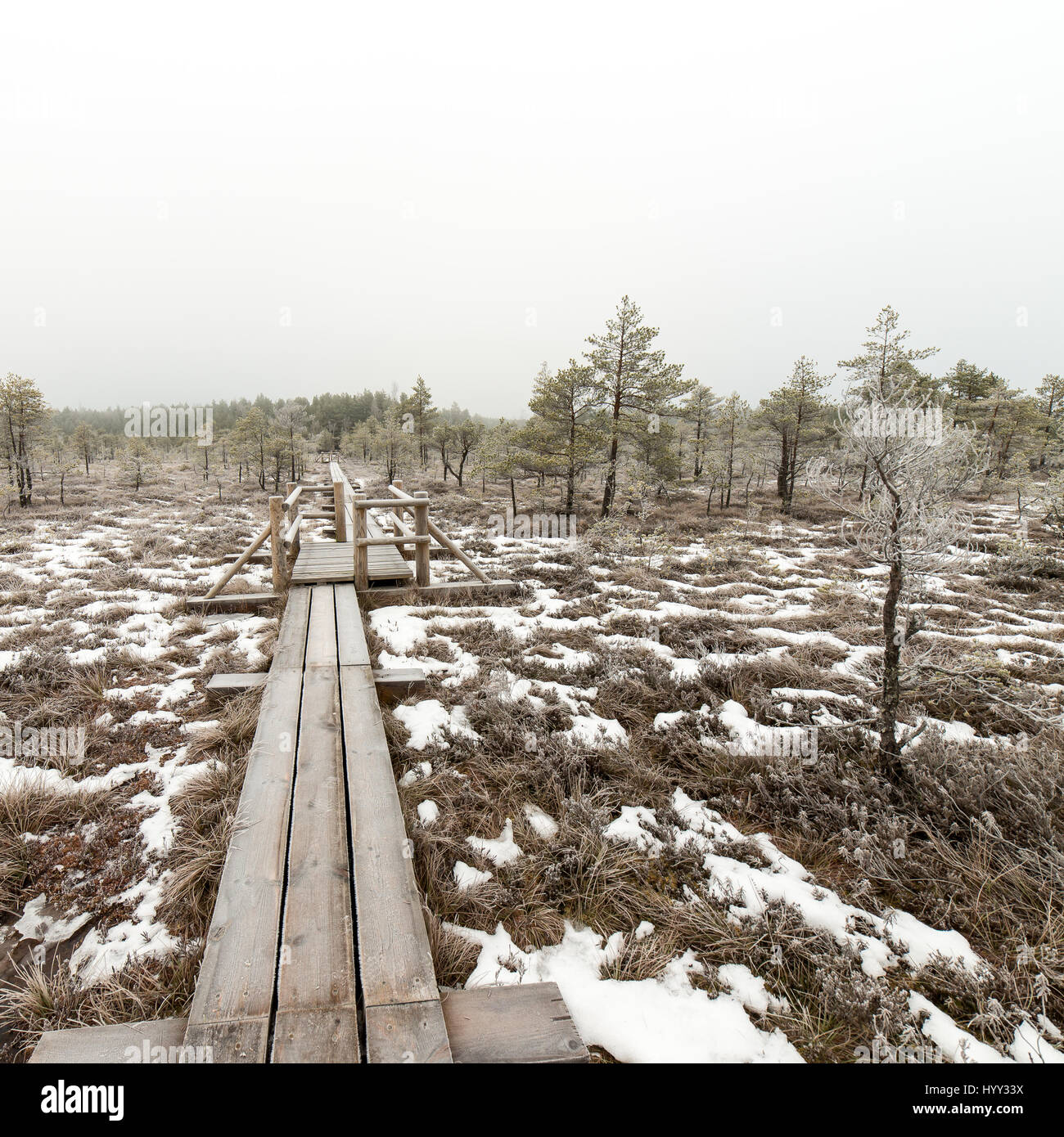 wooden boardwalk in frosty winter bog landscape with frozen nature ...