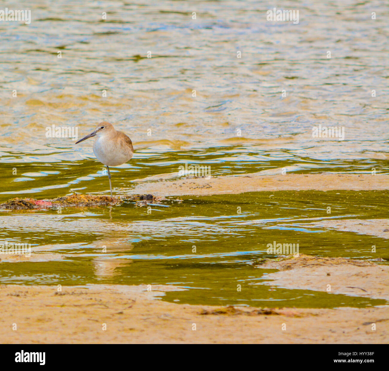Lemon bay aquatic reserve hi-res stock photography and images - Alamy