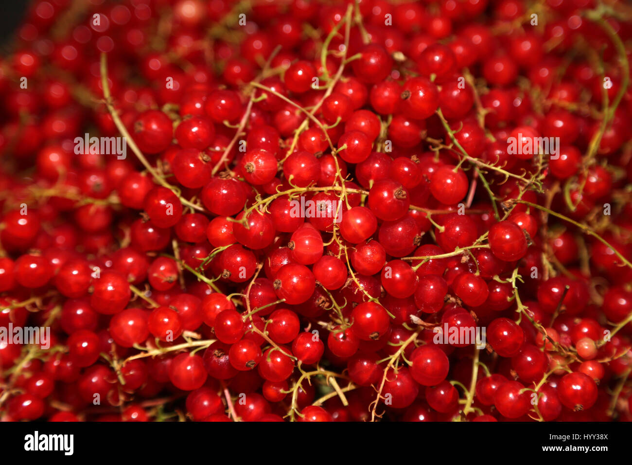 Redcurrents fruit hi-res stock photography and images - Alamy