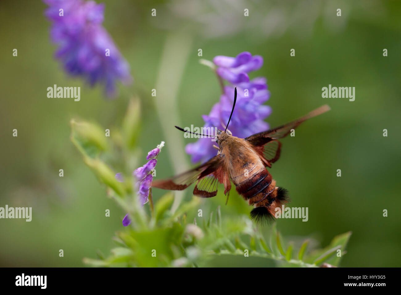 Clearwing hummingbird moth hi-res stock photography and images - Alamy