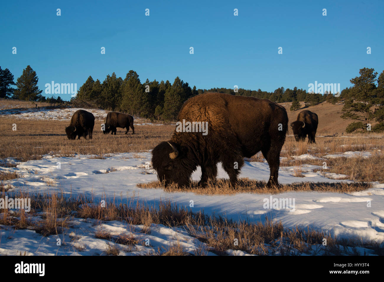 Buffalo herd grazing hi-res stock photography and images - Alamy