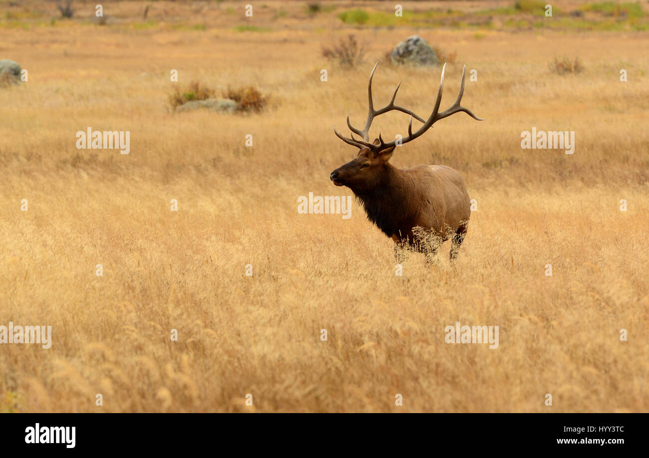 Bull elk with antlers in golden field during fall rut in Colorado ...