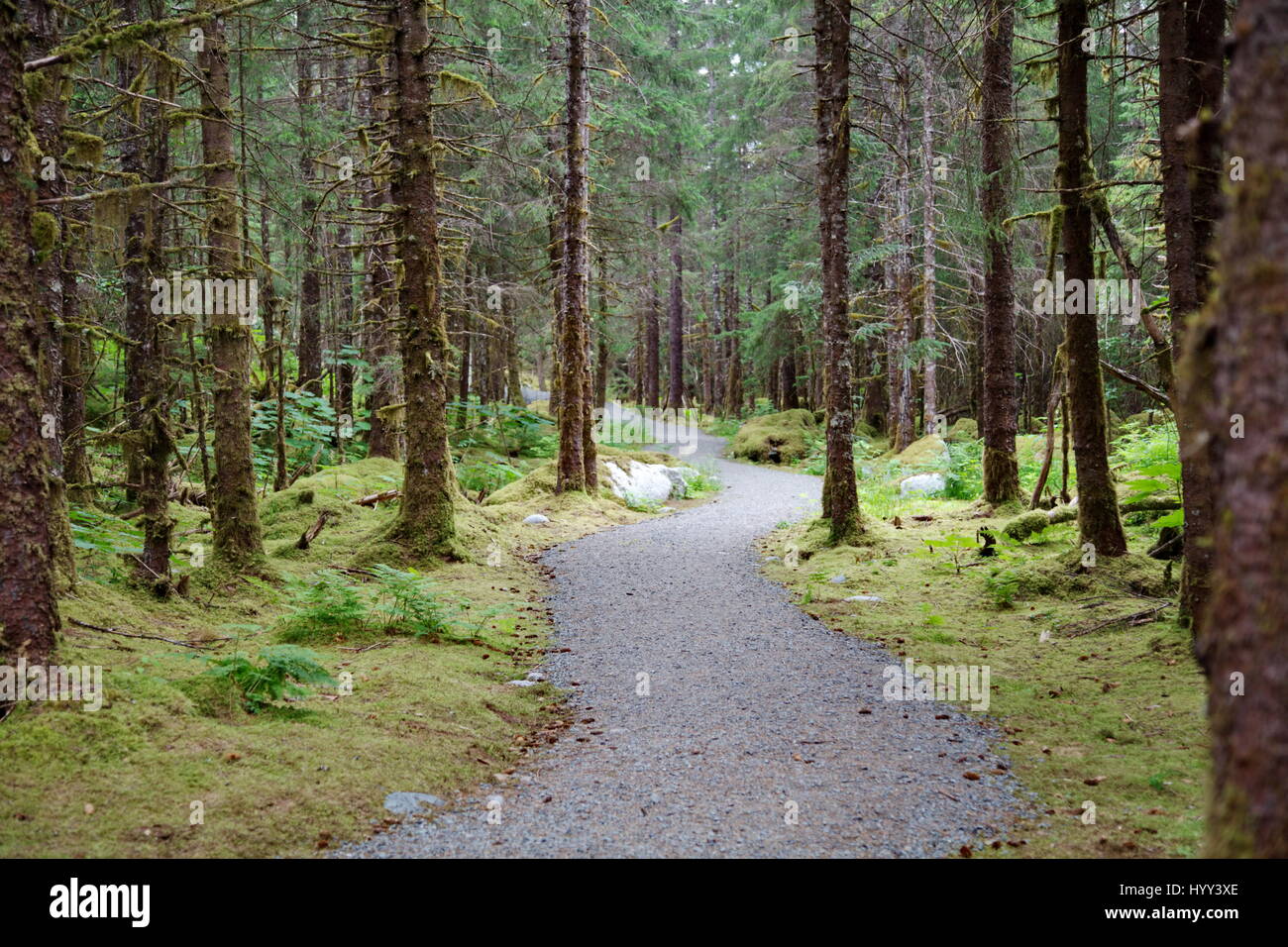 Path Through Woods in Alaska Stock Photo - Alamy