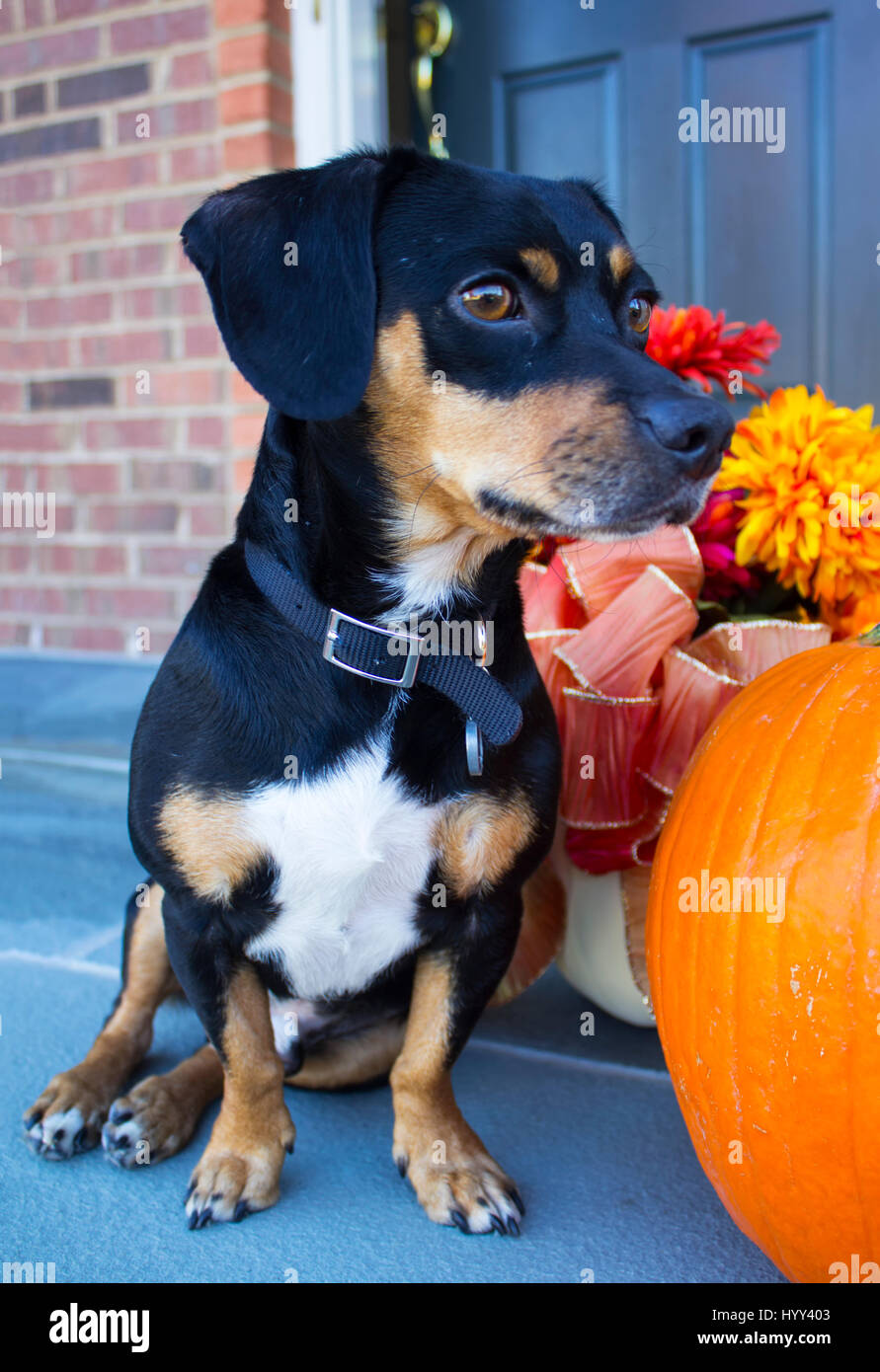 Dog sits beside fall decorations and pumpkin Stock Photo - Alamy