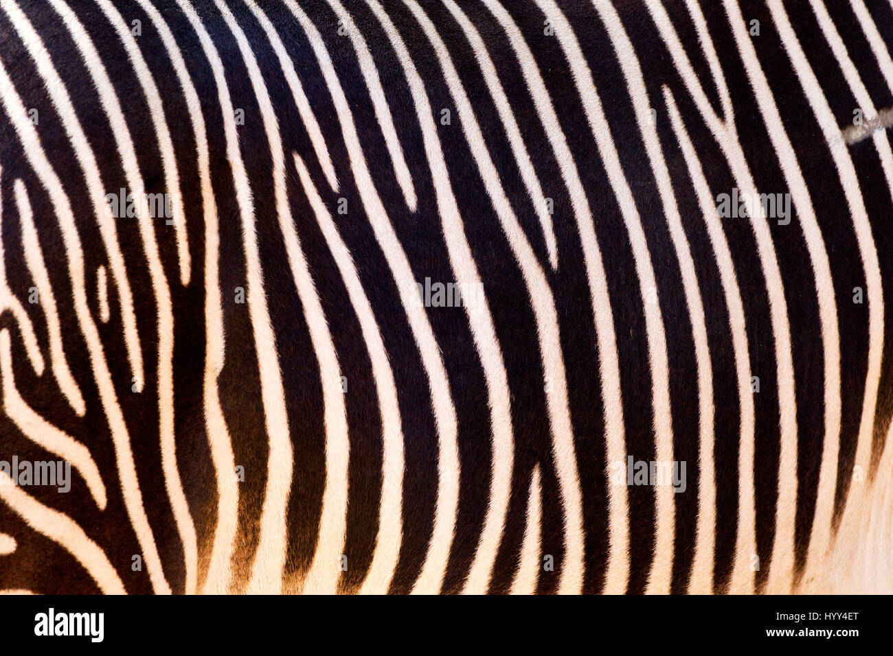 Grevy's Zebra Close-up, captive, Equus grevyi Stock Photo - Alamy