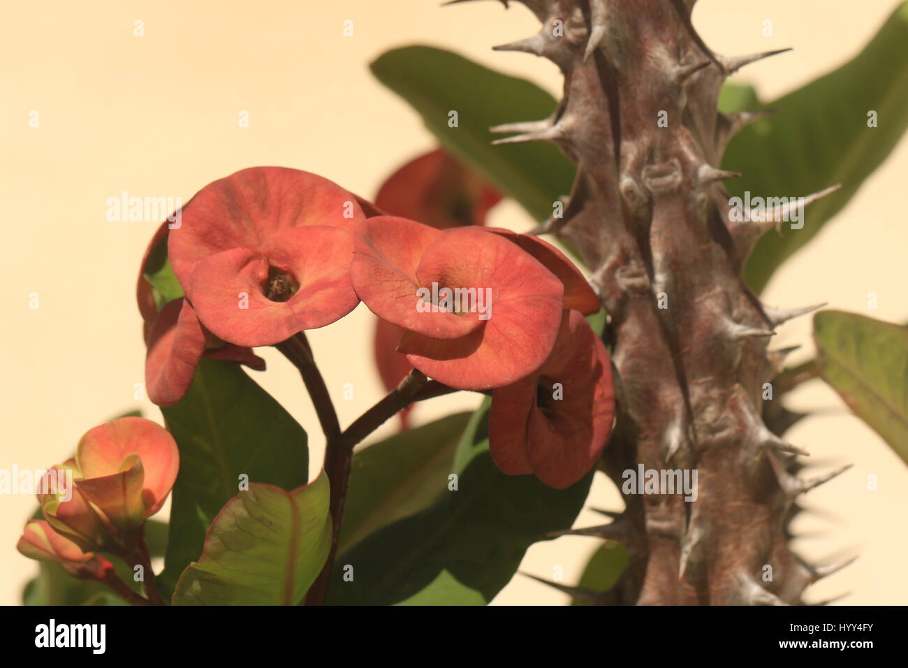 Crown of thorns plant with pink flowers Stock Photo - Alamy