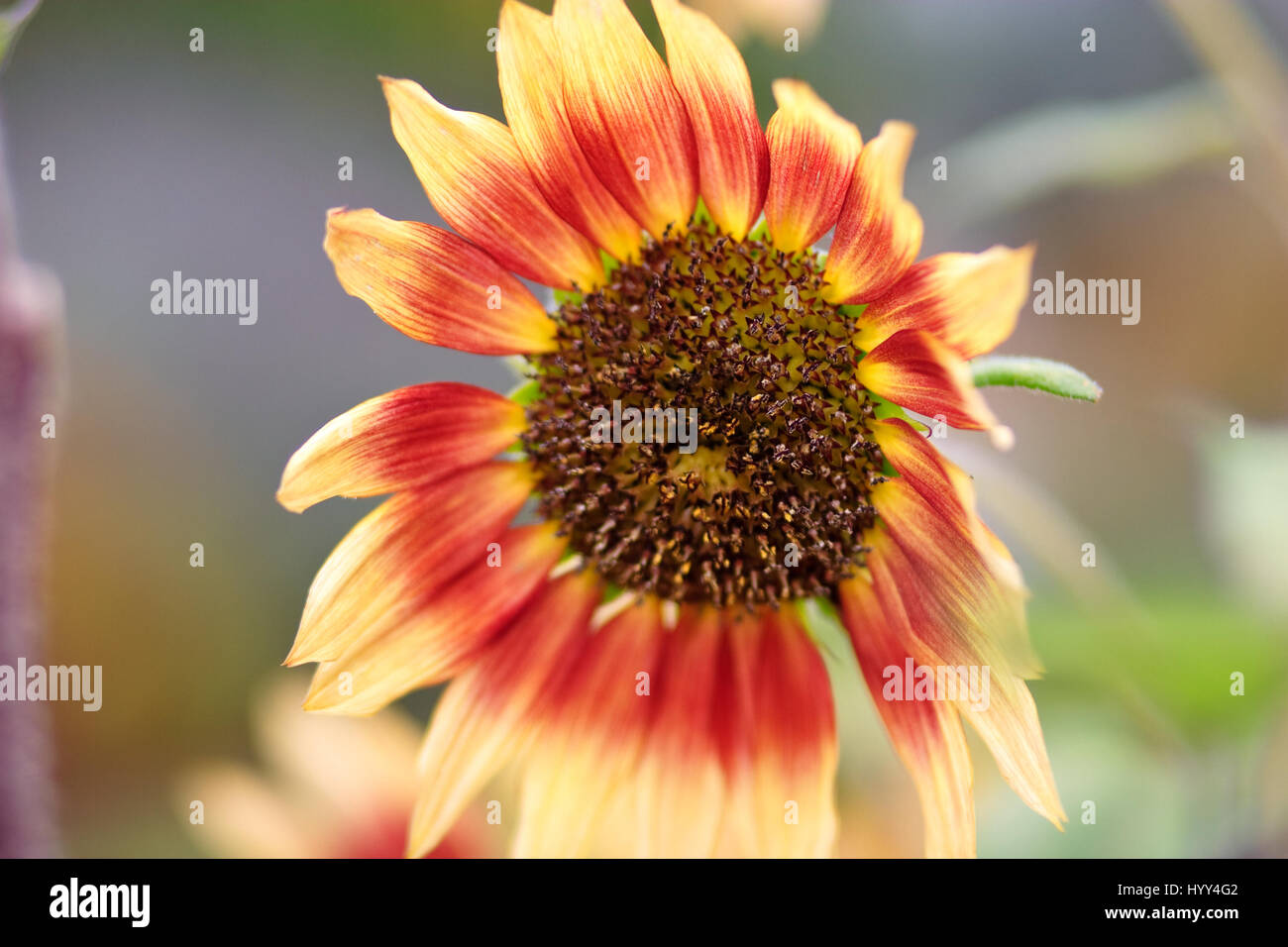 Sunflower in Spring Stock Photo - Alamy