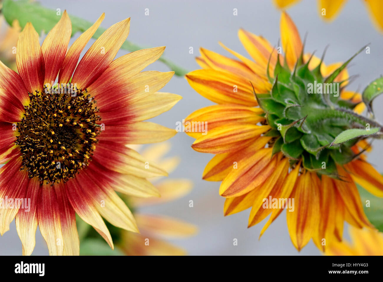 Sunflower in Spring Stock Photo - Alamy