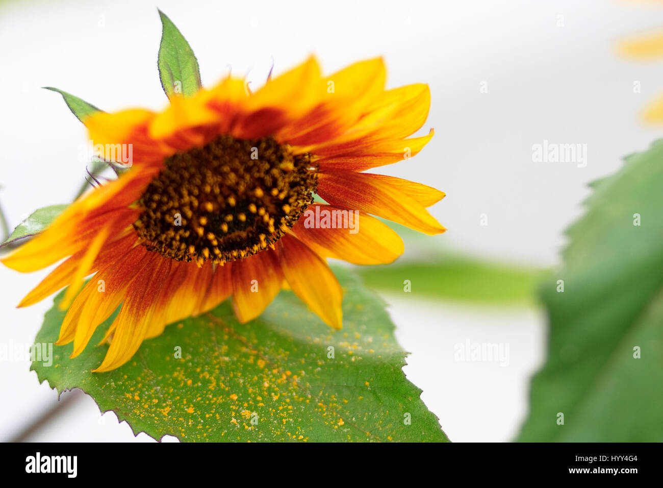 Sunflower in Spring Stock Photo - Alamy