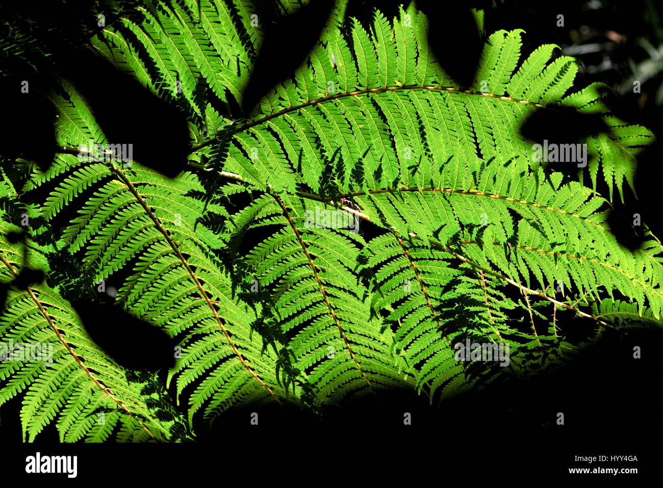Australian Tree Fern Fronds - Alsophila australis Stock Photo - Alamy