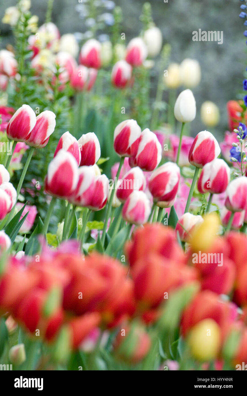 Orange Tulips in the Spring with Pink and White Tulips in the ...