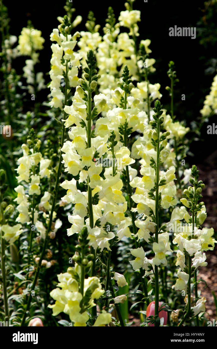 Tall yellow eye hi-res stock photography and images - Alamy