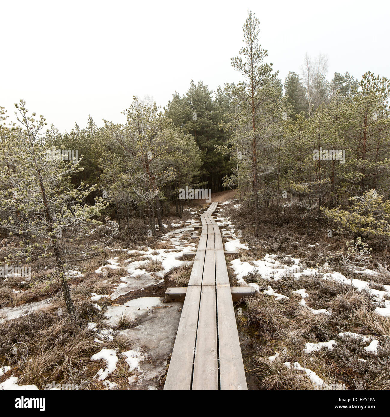 wooden boardwalk in frosty winter bog landscape with frozen nature ...