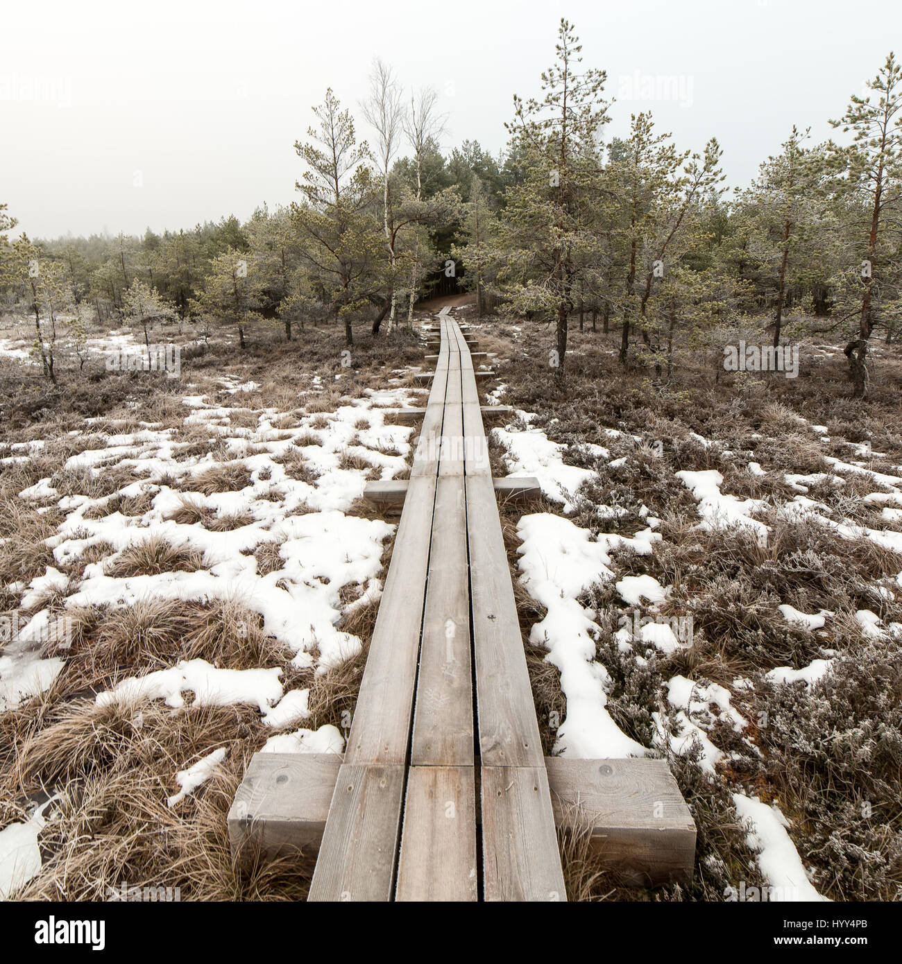 wooden boardwalk in frosty winter bog landscape with frozen nature ...