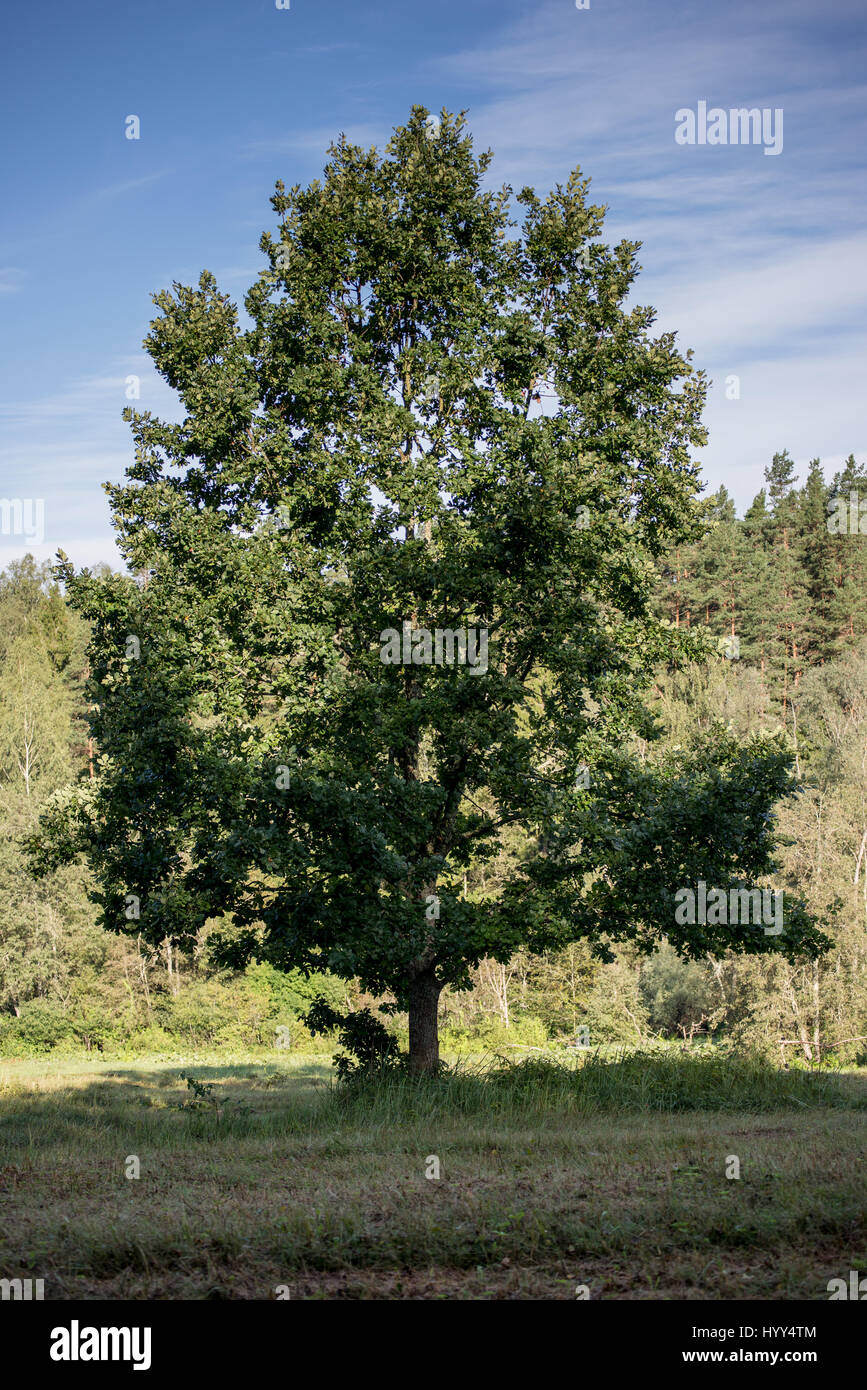 single oak tree in the field Stock Photo - Alamy
