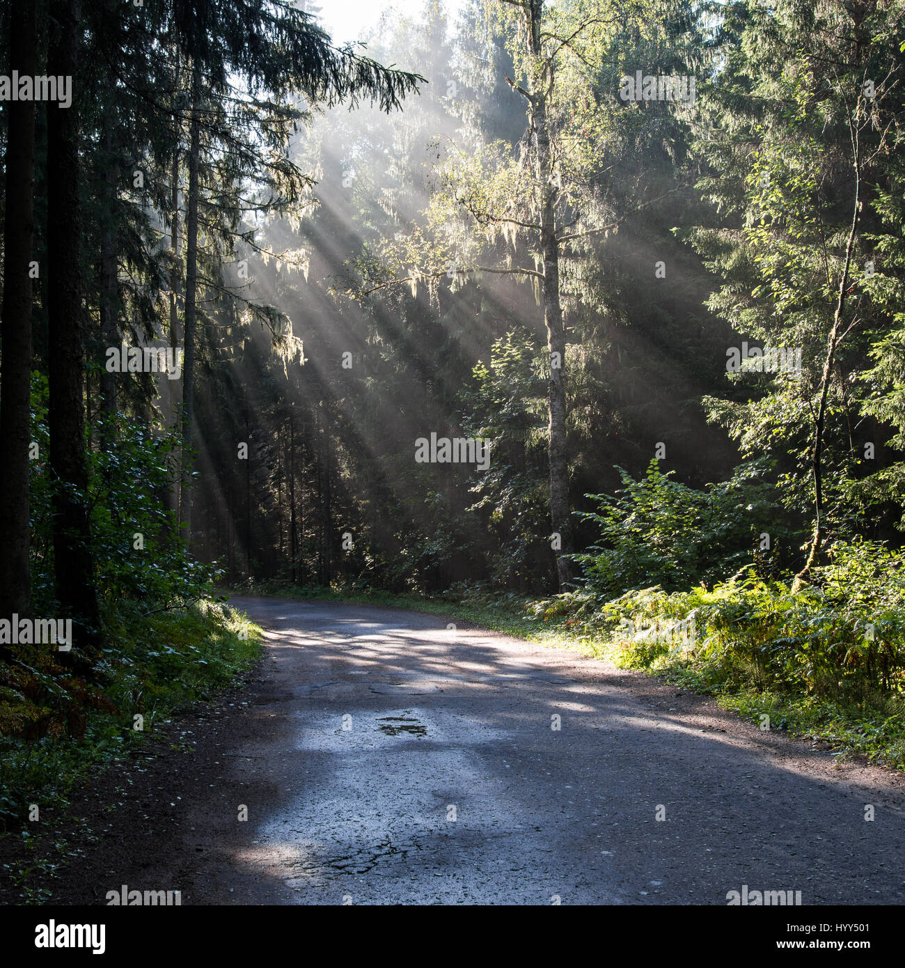 forest road with sun rays in the morning in the countryside Stock Photo ...