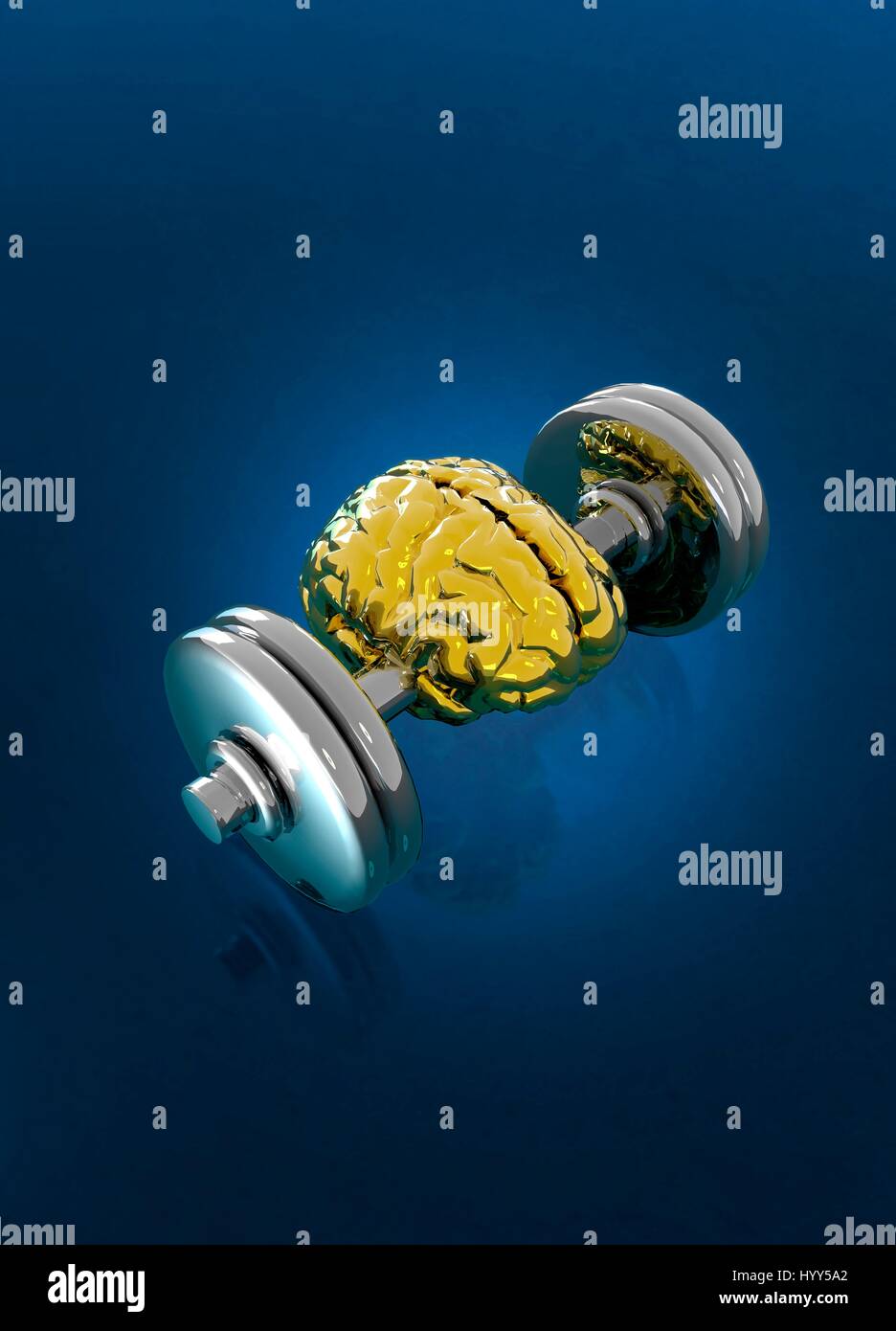 Human brain between weights on dumbbell, illustration Stock Photo - Alamy