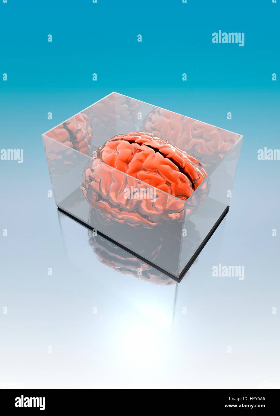 Human Organ Box Stock Photos & Human Organ Box Stock Images - Alamy