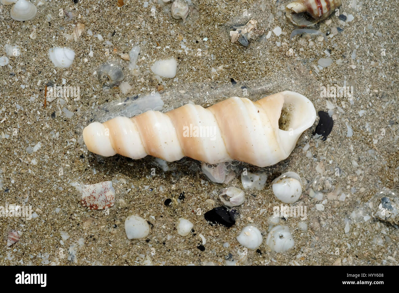 Close Up Shot of a Seashell on the Beach Stock Photo - Alamy
