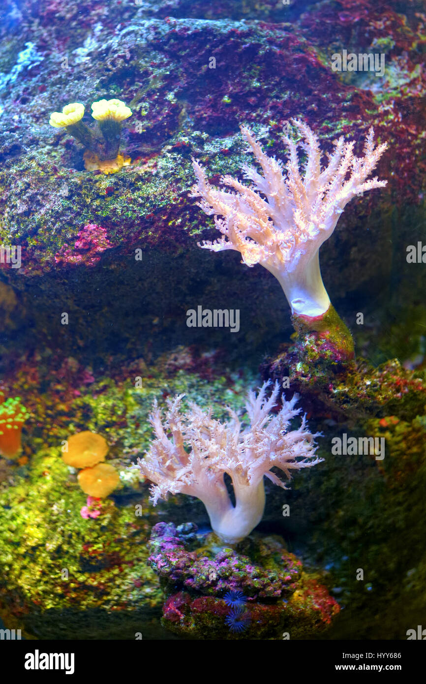 Colourful coral reef deep underwater Stock Photo - Alamy