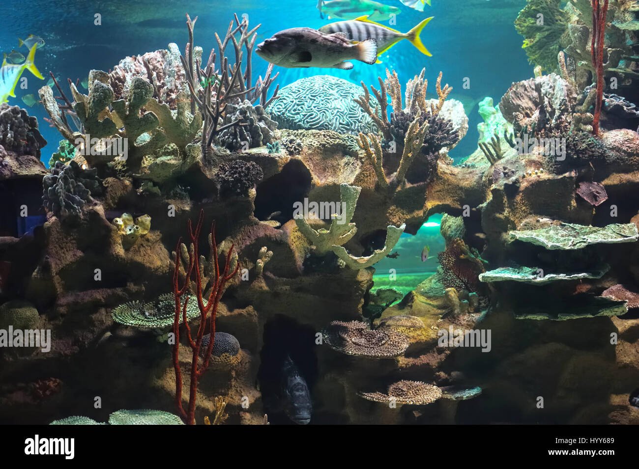 Colourful coral reef deep underwater Stock Photo - Alamy