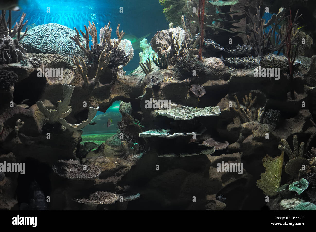 Colourful coral reef deep underwater Stock Photo - Alamy