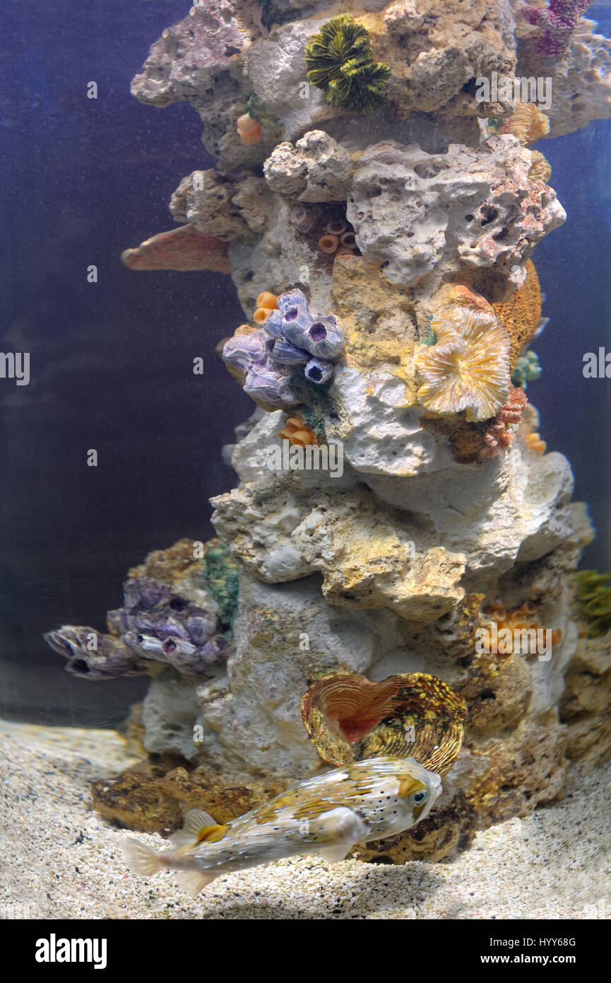 Colourful coral reef deep underwater Stock Photo - Alamy