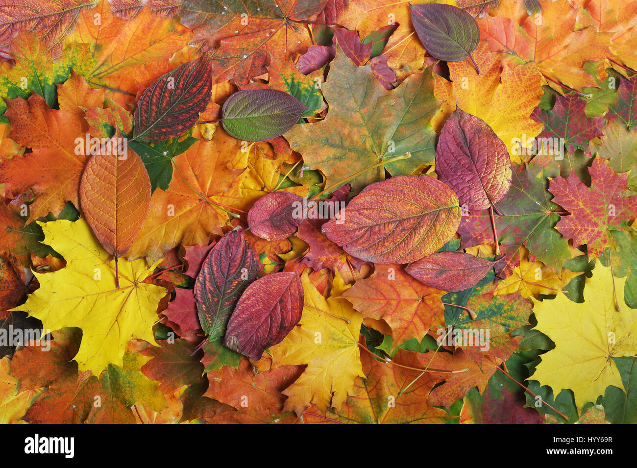 Autumn color leaf background Stock Photo - Alamy