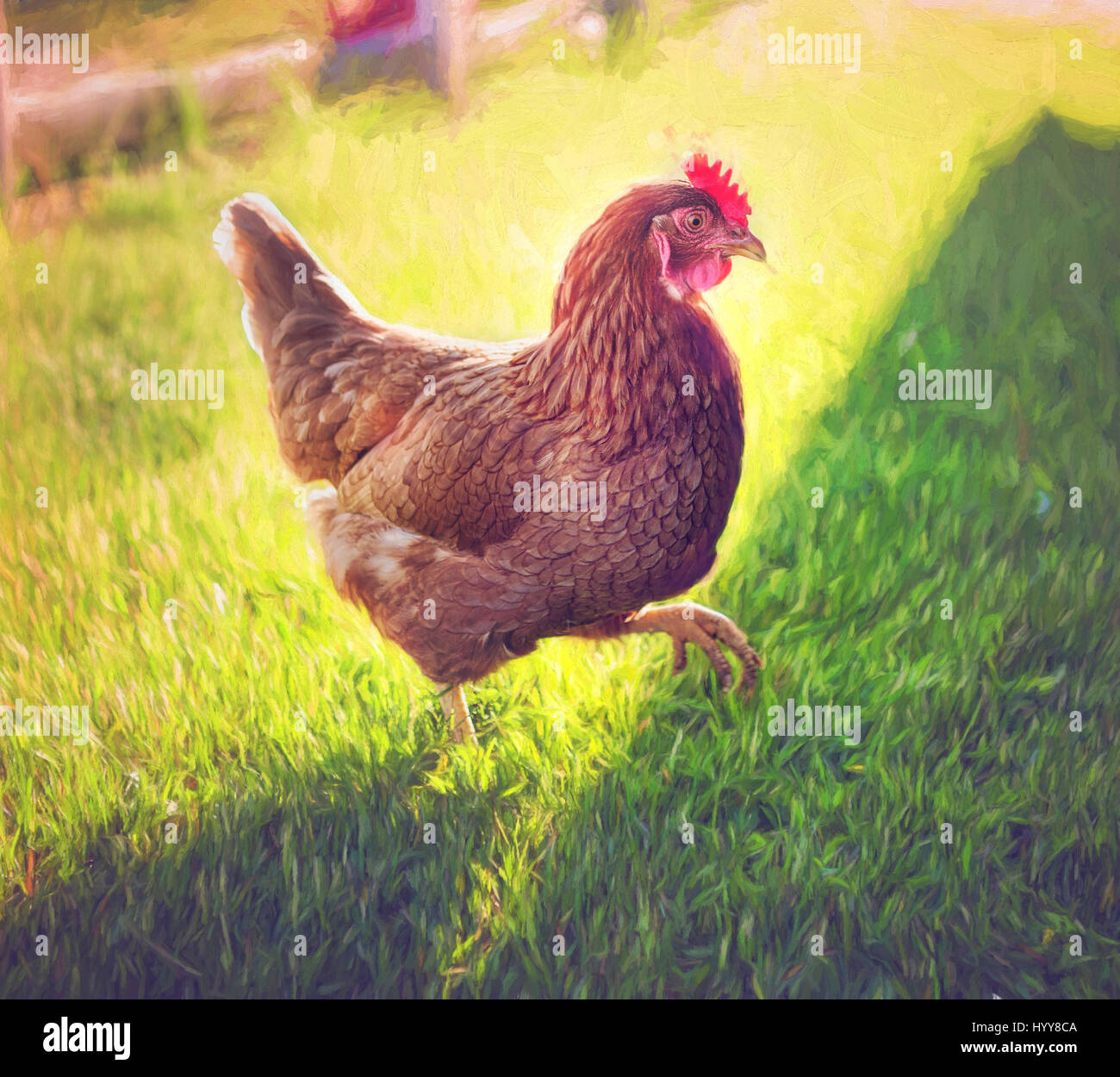 Chicken Profile High Resolution Stock Photography and Images - Alamy