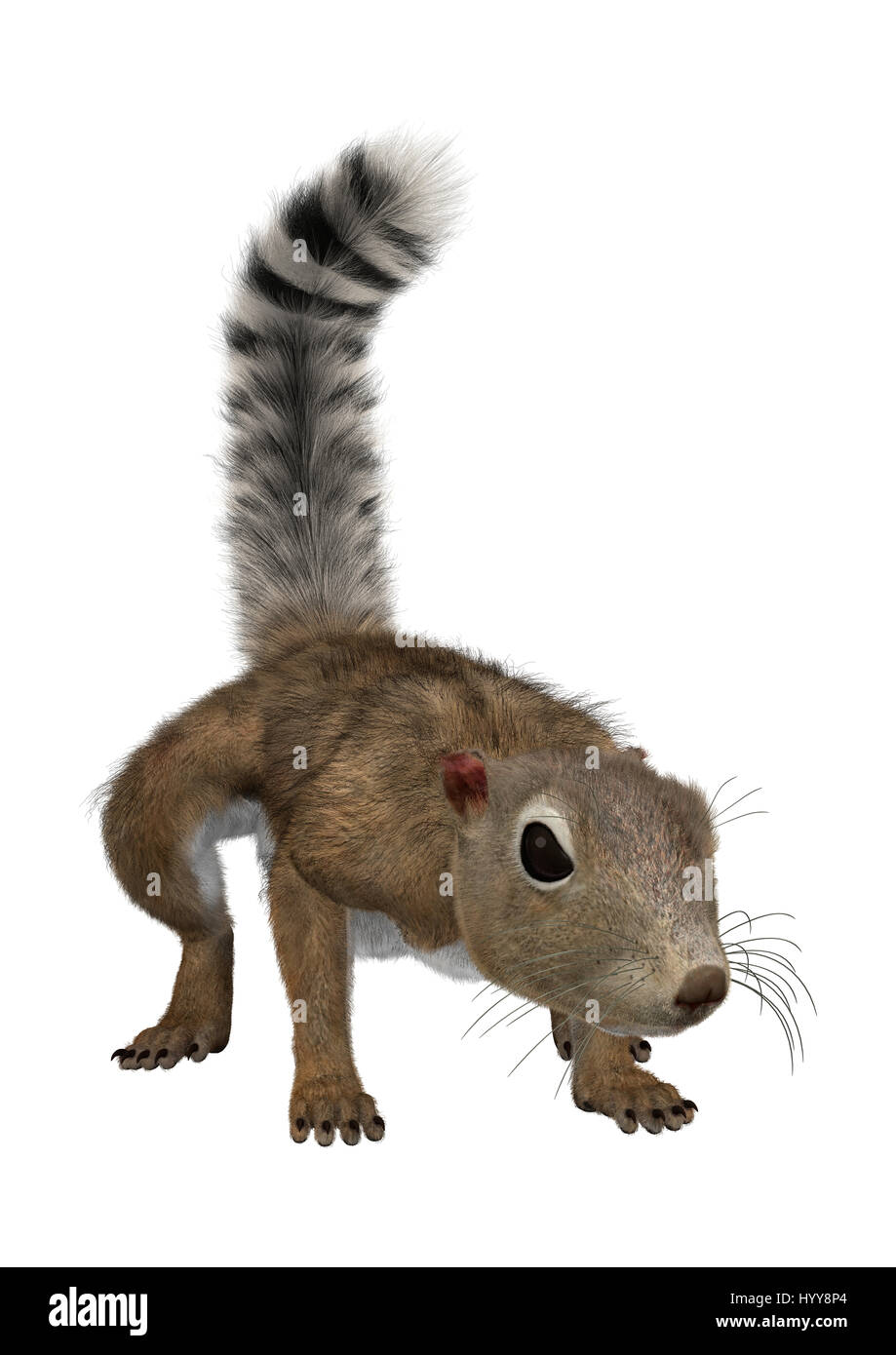 3D rendering of a Gambian sun squirrel isolated on white background ...