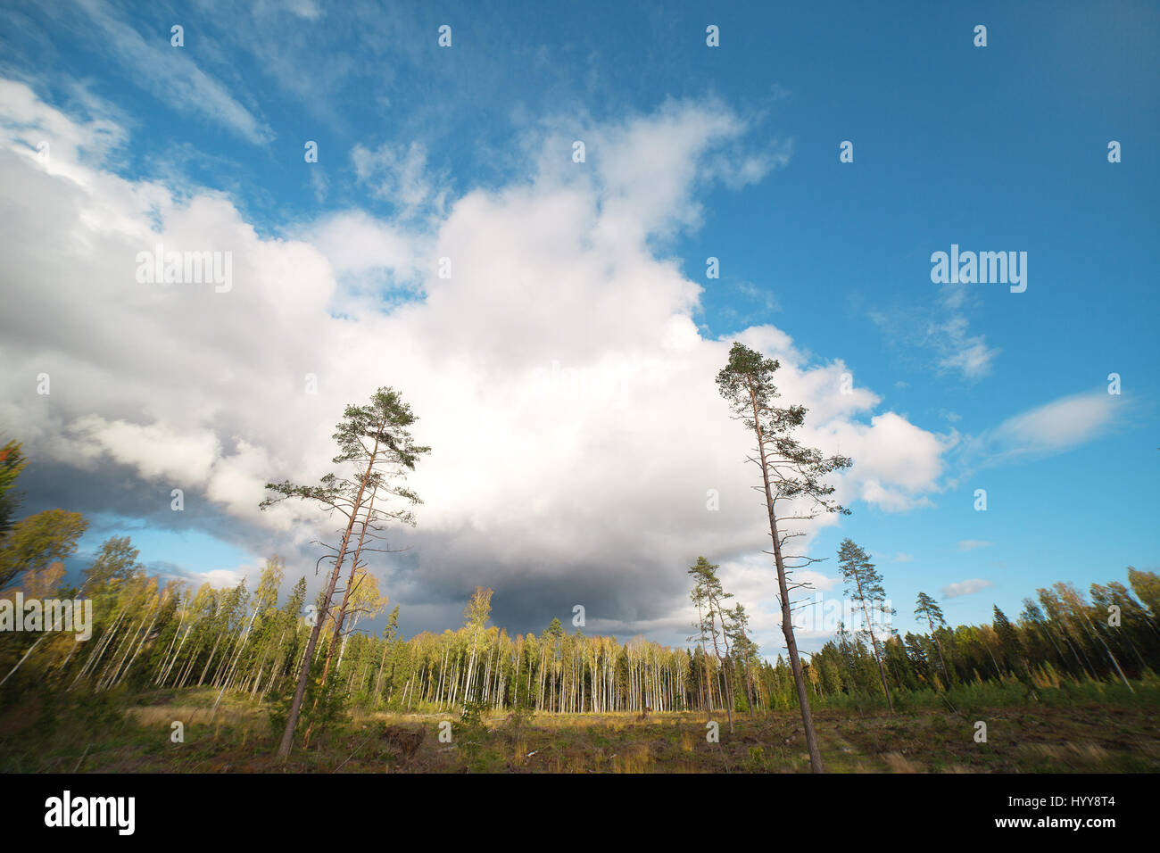 Pines, birches and sun in forest Stock Photo - Alamy