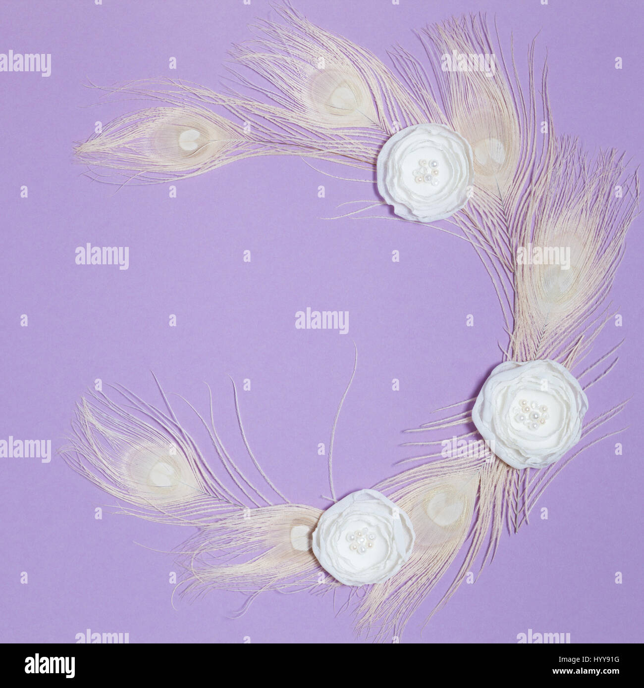 Light Lilac Square Background With Handmade Gentle White Ranunculus ...