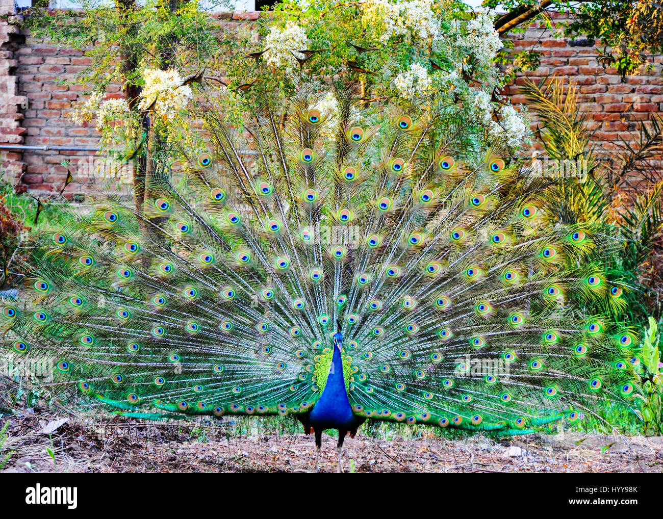 Beautiful Pakistani peacock with fully fanned tail Stock Photo - Alamy