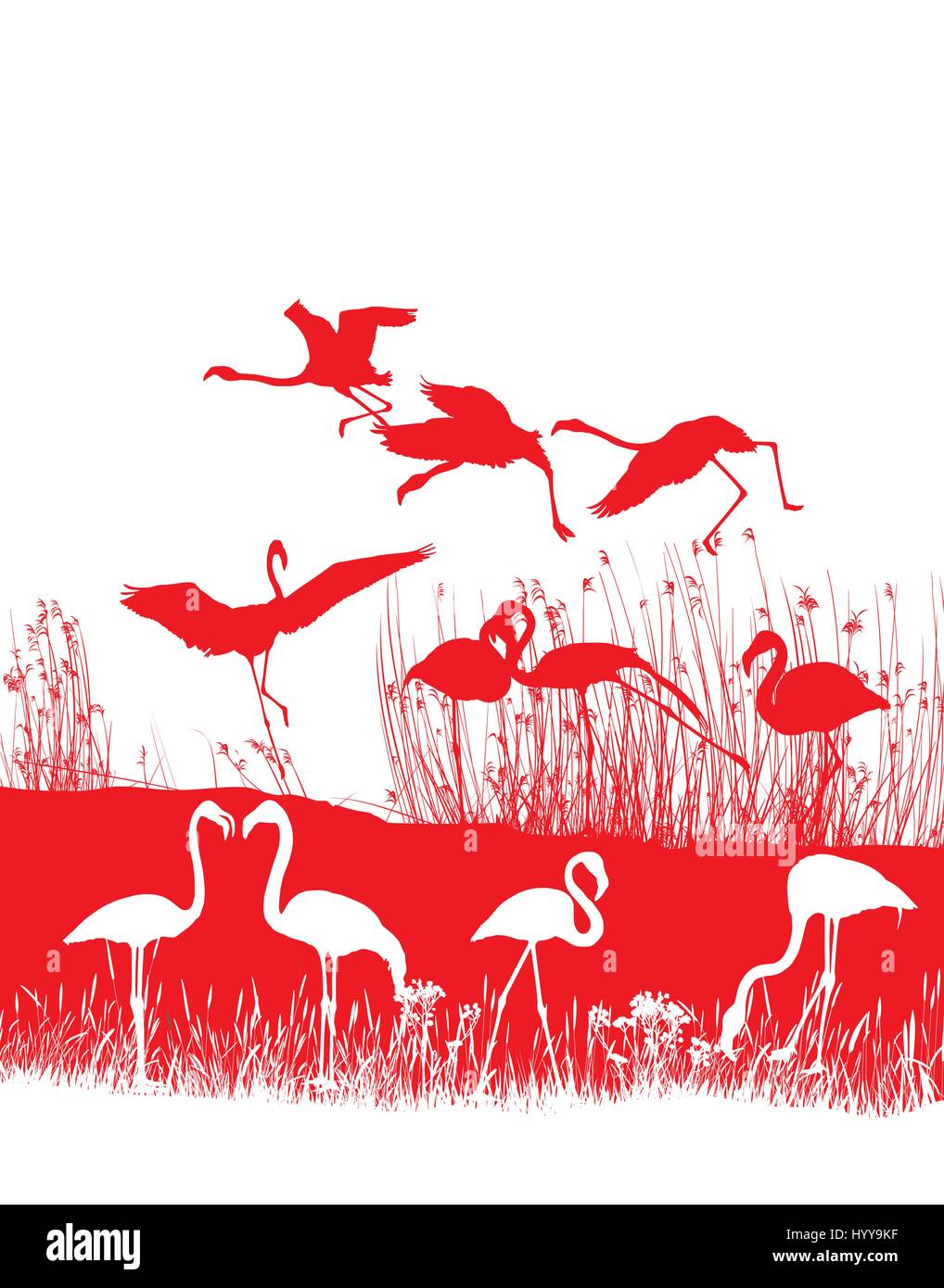 Reed species Stock Vector Images - Alamy