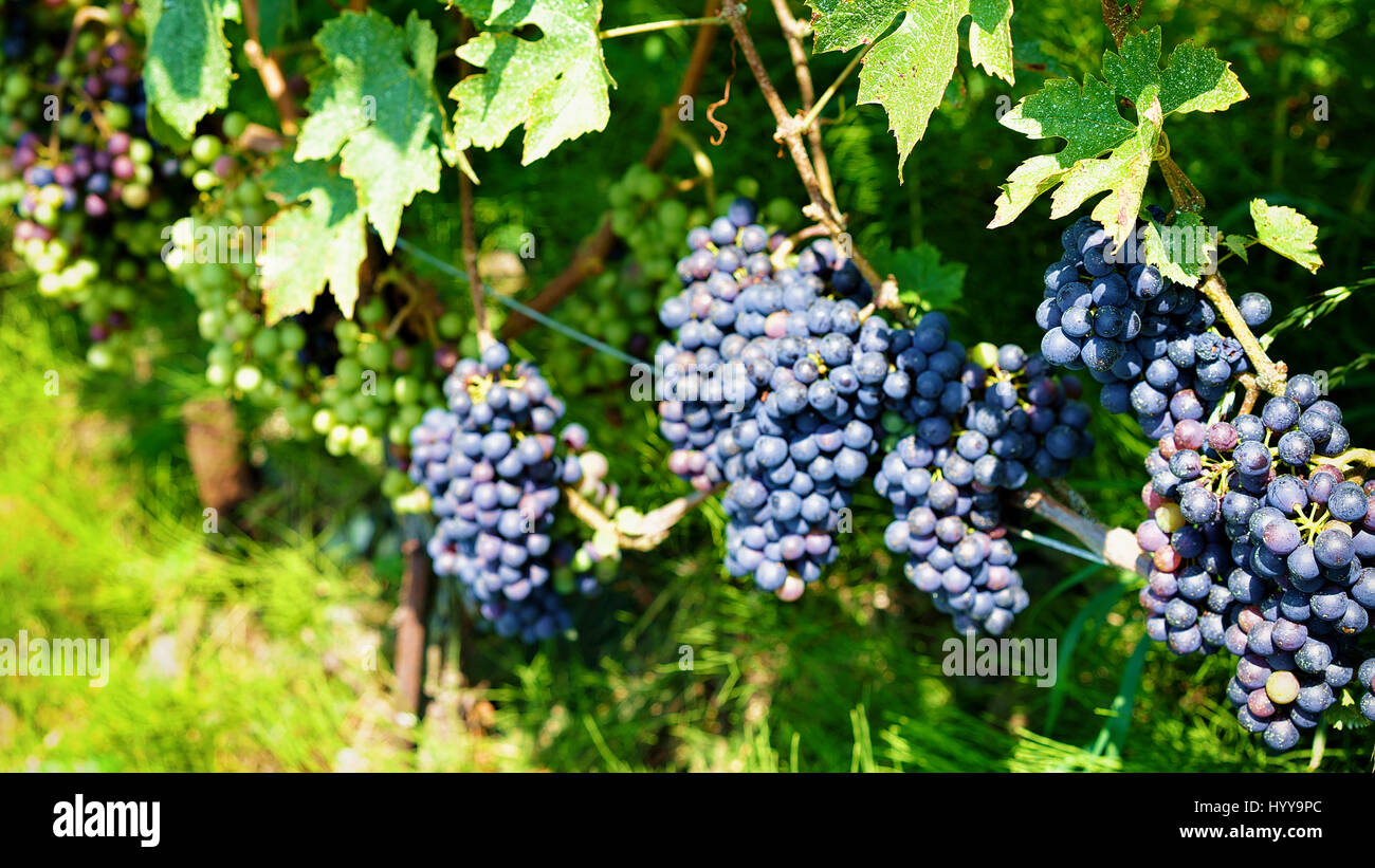 Grapes in Vineyard Terraces hiking trail in Lavaux, Lavaux-Oron ...