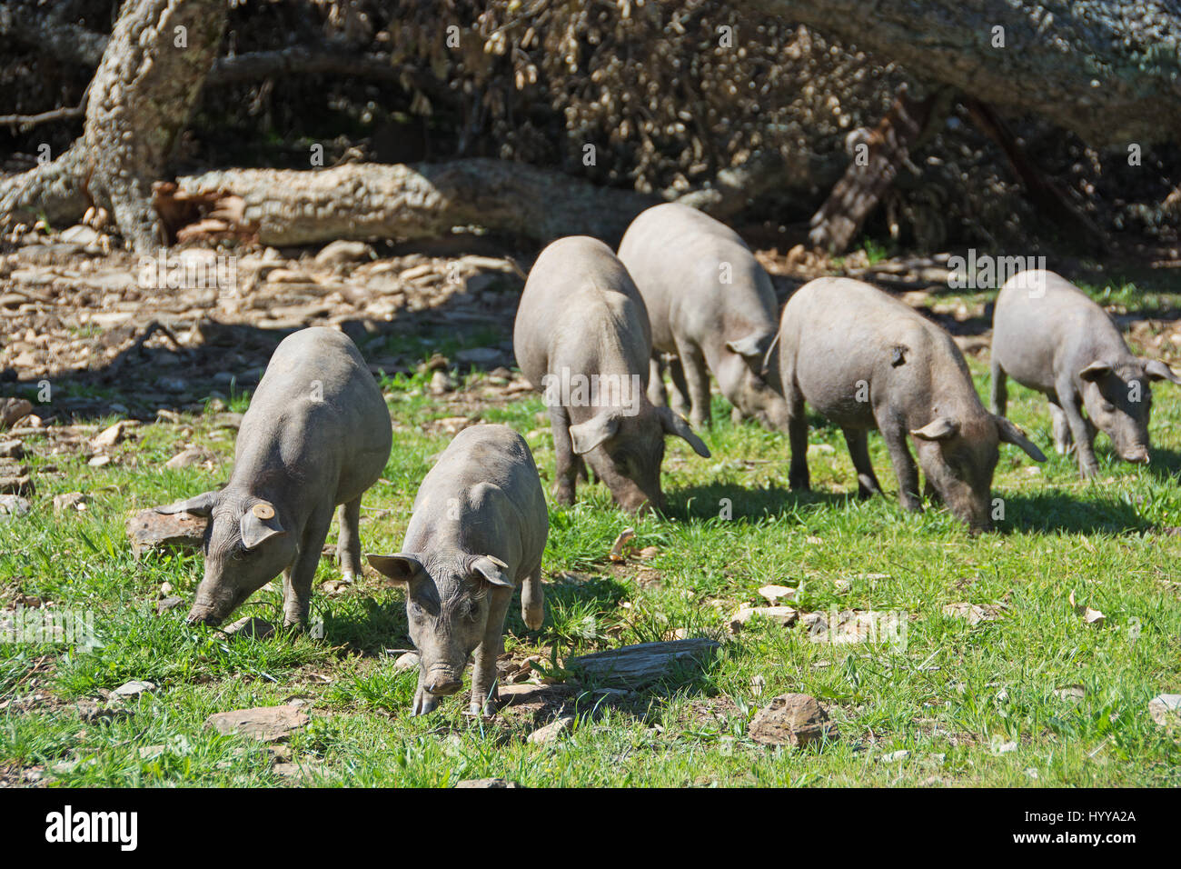 Acorn fed pigs hi-res stock photography and images - Alamy