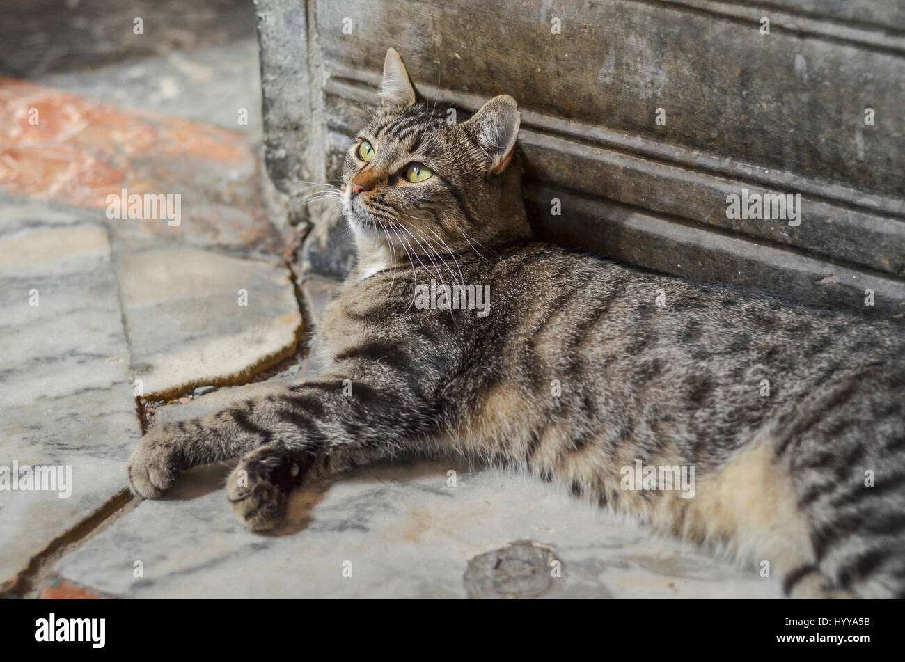 Marble tabby hi-res stock photography and images - Alamy