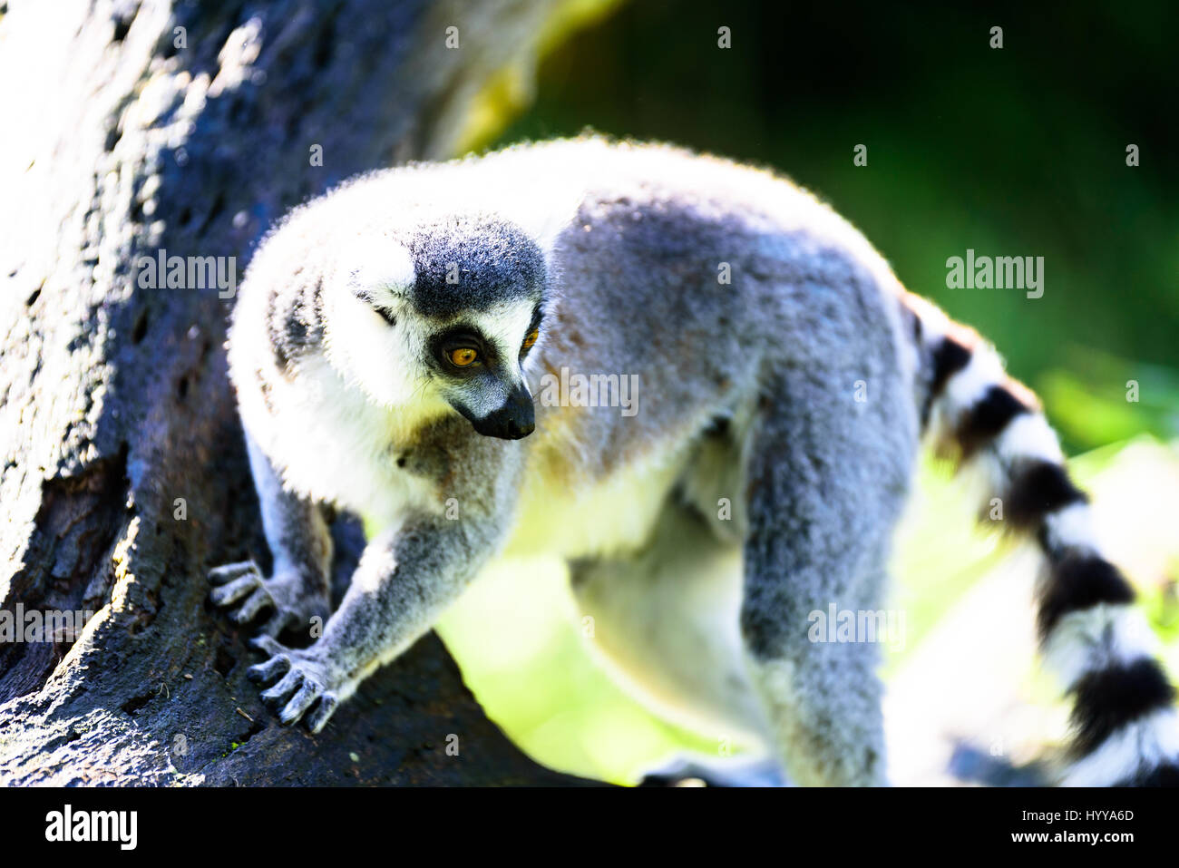 Lemur playing and climbing on a tree Stock Photo - Alamy