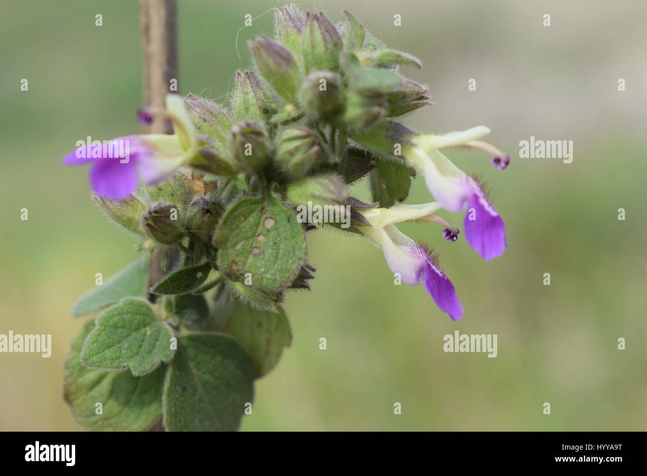 Beautiful birthday flowers images hi-res stock photography and images ...