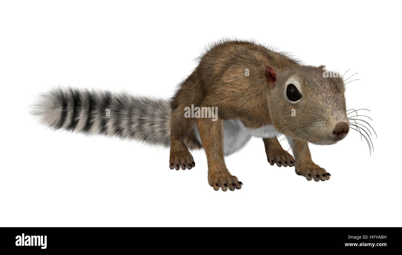 3D rendering of a Gambian sun squirrel isolated on white background ...