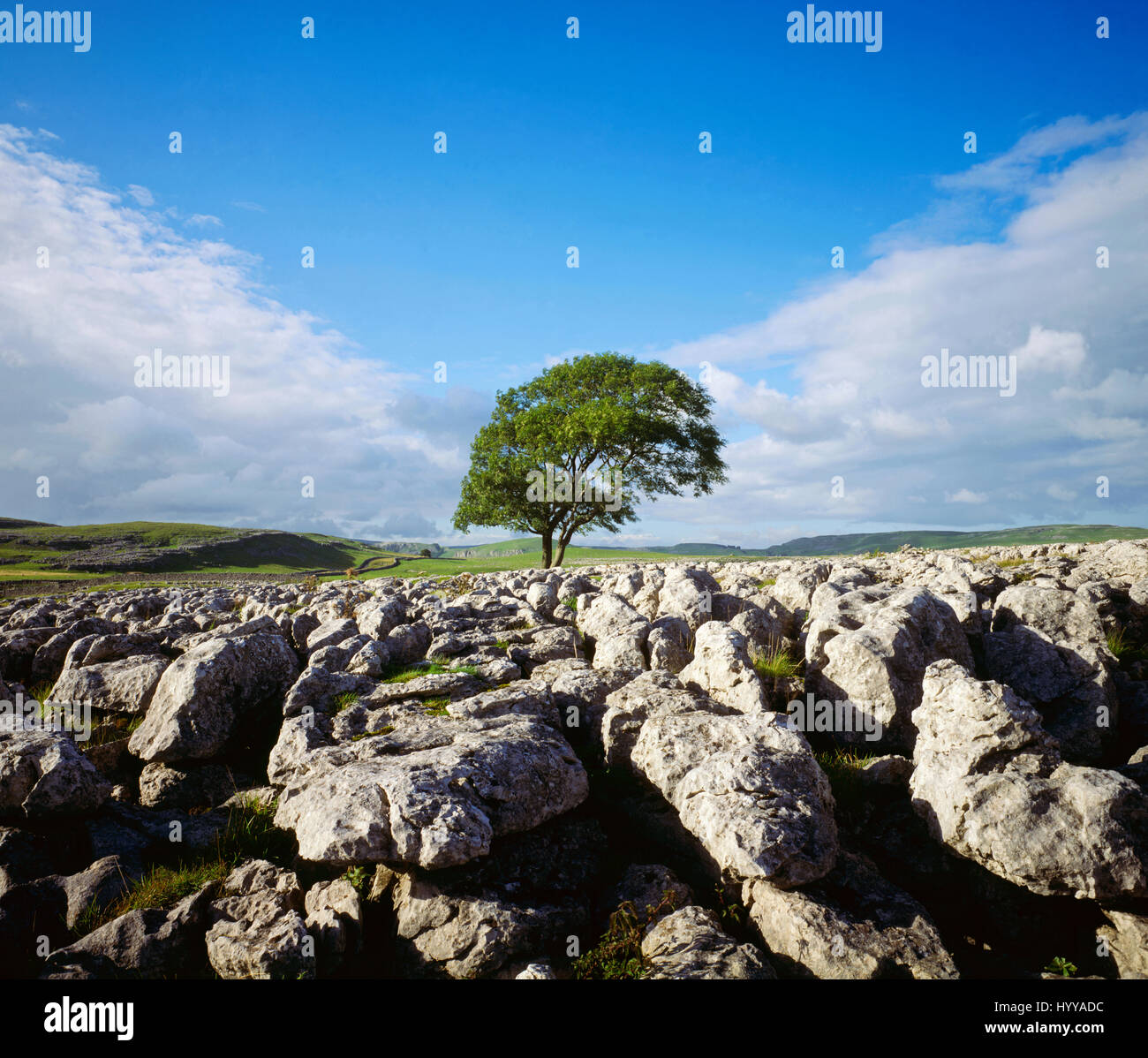 lone tree amongst limestone pavement above malham tarn at malham lings ...